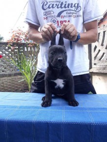 Cane corso stenci na prodaju