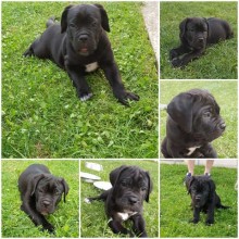 Cane corso stenci vrhunskog kvaliteta