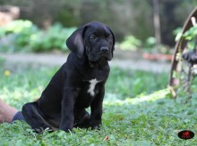 Cane corso stenci vrhunskog porekla