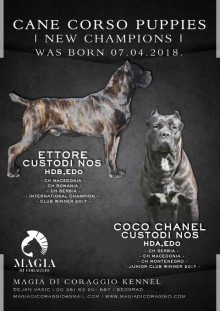 Cane corso stenci vrhunskog kvaliteta