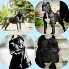 Cane corso stenci izlozbenog potencijala