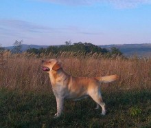 Labrador retriver - vrhunski odrasli psi