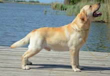 Hitna prodaja labrador retrivera