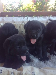 Labrador retriver stenci na prodaju