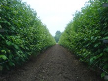 Potrebni radnici za berbu maline 2018. godine