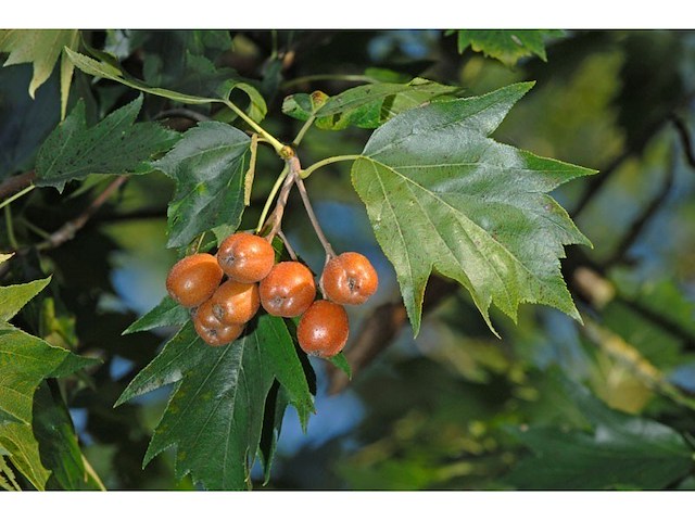 Brekinja – Sorbus torminalis