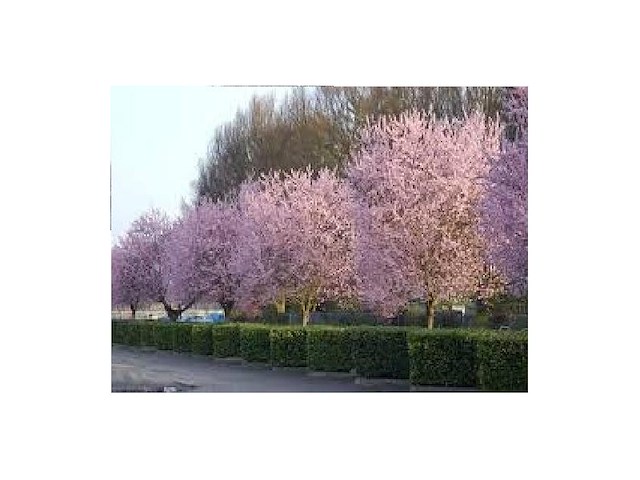 Crvenolisna sljiva (PRUNUS CERASIFERA PISSARDII)