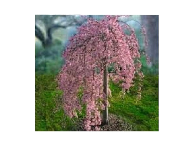 japanska tresnja padajuca(Prunus serrulata KIKU-SHIDARE