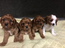 Dostupni su šareni šareni španski kralj charles spaniel