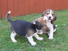 Pravilni beagle pups za rehoming.