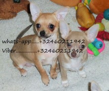 Chihuahua pup za prodaju glatki kaput