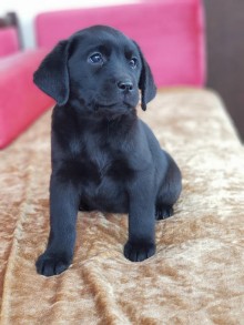 Labrador retriver - vrhunska zenkica