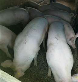 Prodajem svinje, težine između 150kg i 300kg