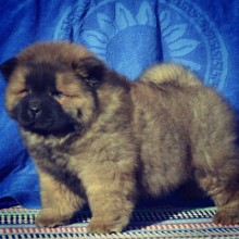 Chow chow tri ptelepa muzjaka