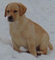 Prodaja labradora ,stenci labradora na prodaju