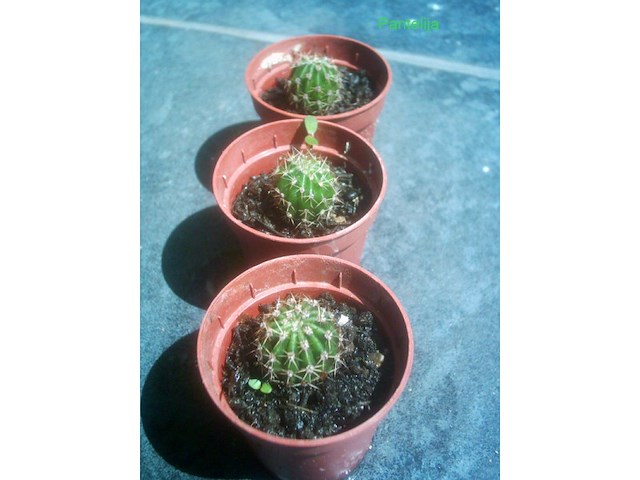Tri mala kaktusa