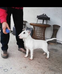 Bull terrier musko stene sampionskog porekla