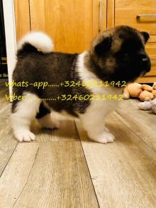 Akita pups za prodaju