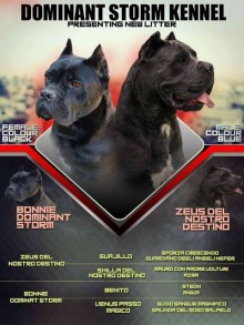 Cane corso stenci odlicnog porekla