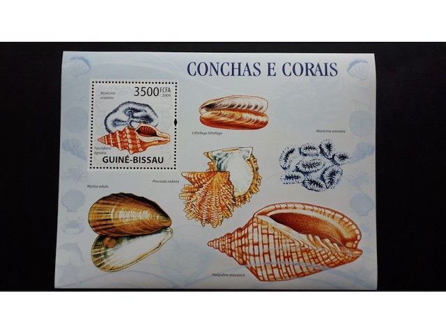 Morska fauna (školjke) - Guinea Bissau 2009 **Čisto