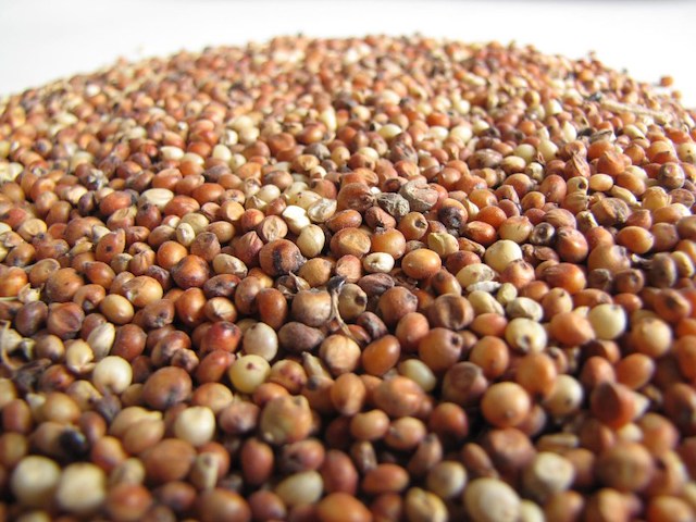 Sirak semenski, 2g (oko 60 semenki)