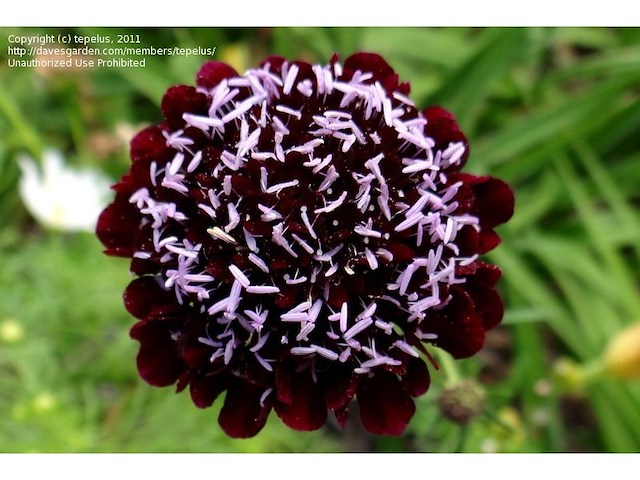 SKABIOSA (SCABIOSA ATROPURPUREA) - 20 SEMENA