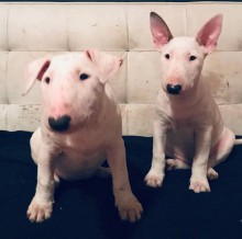 Prekrasni stenci bull terrier-a