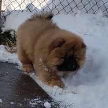 Chow chow - Čau čau vrhunski štenci od uveženih roditelja