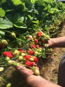 Na prodaju sadnice jagode i maline