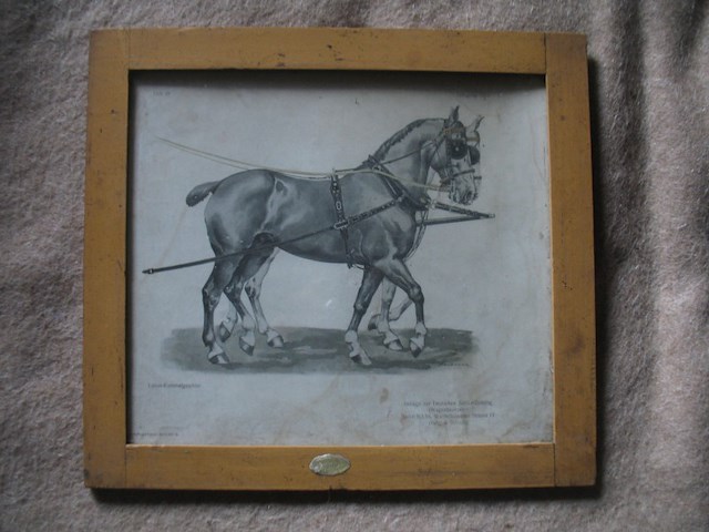 Konji    stara litografija