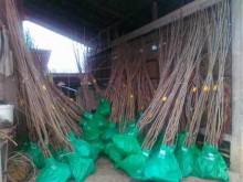 Rasadnik nastic sase - prodaja sadnica voca