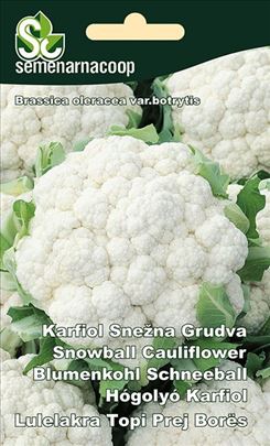 Karfiol SNEŽNA GRUDVA seme