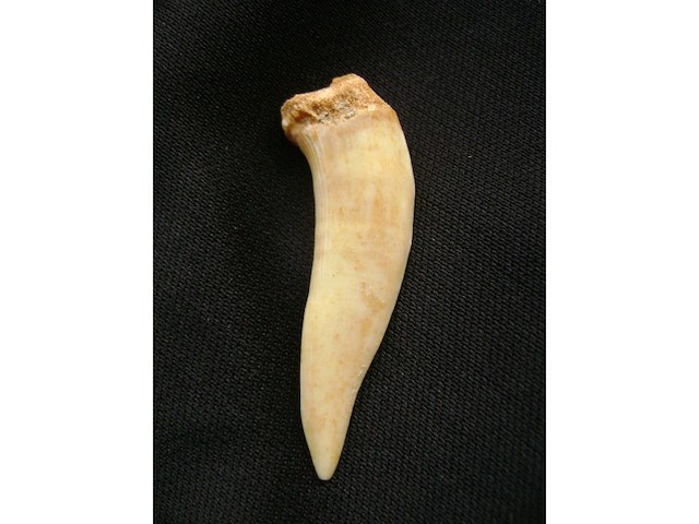 Fosil zub Enchodus