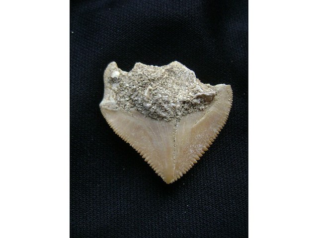 Fosil zub Squalicorax