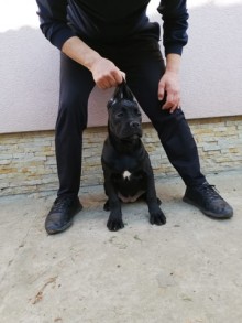 Cane corso stenci - extra od 100e