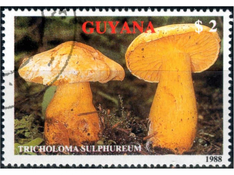 kt019b, 25. jan.1989. Guyana Mi2481(-o-) 1/4