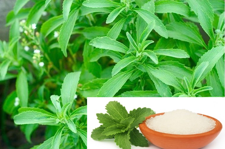 Stevia