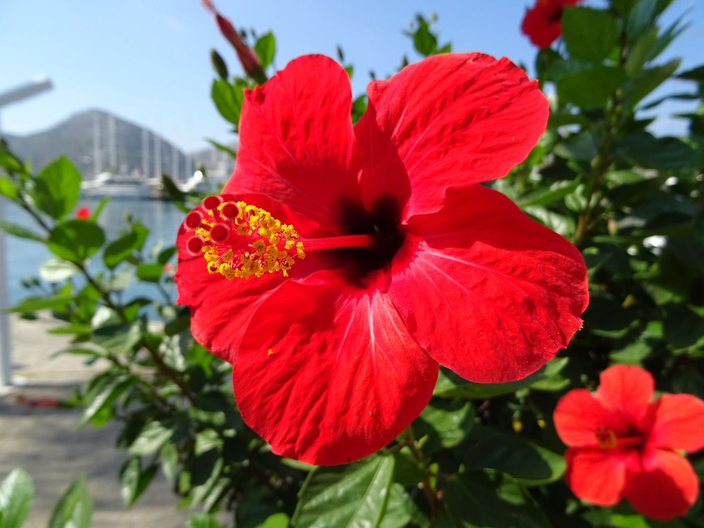 Tropski hibiskus crveni jednostavan krupan