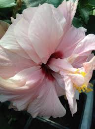 Tropski hibiskus svetlo rozi dupli (DR)