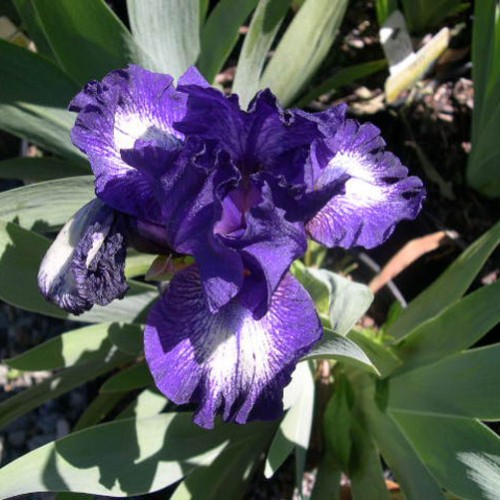 Mini iris plavi patuljak