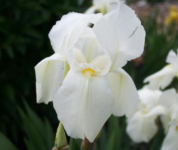 Iris beli