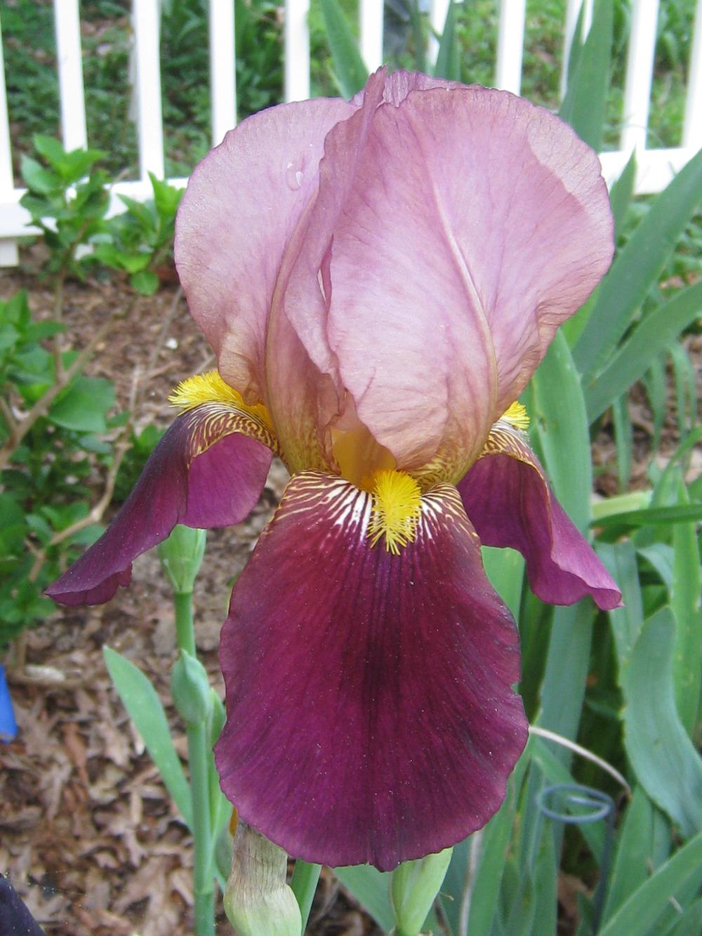 Iris ljubičasto rozi