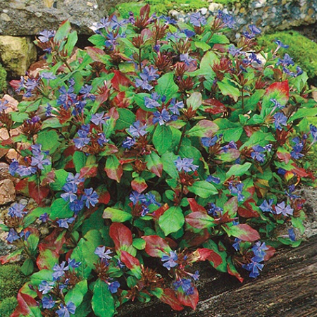 Plumbago baštenski