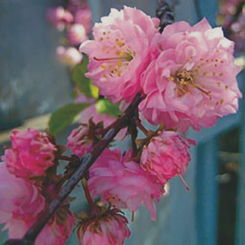 Prunus Roseplena-badem ukrasni