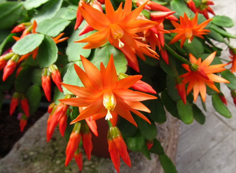 Decembarski kaktus narandžasti