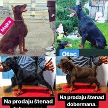 Štenad dobermana šampionskog porekla