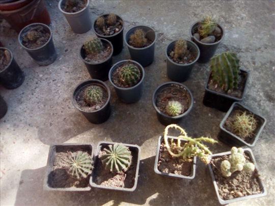 Kaktusi vise vrsta
