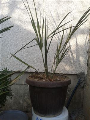 Kanarska palma (Phoenix canariensis)