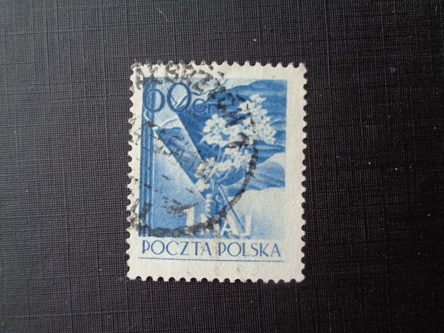 poljska 313