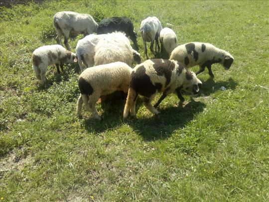 Na prodaju 14 ovaca dviske,11 kom, jagnjadi i ovan